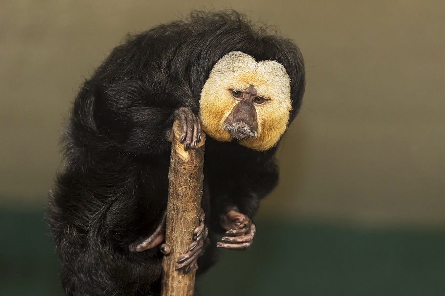 Weißgesichtssakis / Neue Affenart im Zoo Wien | Redaktion ...