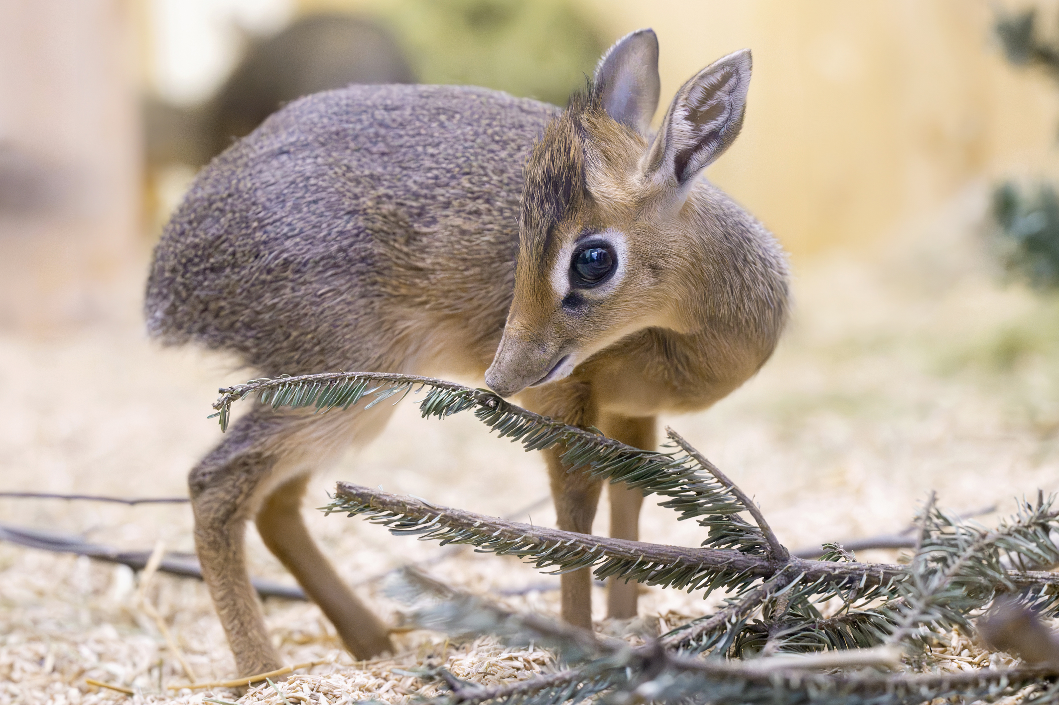 Kleine Antilopen, große Neuigkeiten | Redaktion Österreichisches Pressebüro