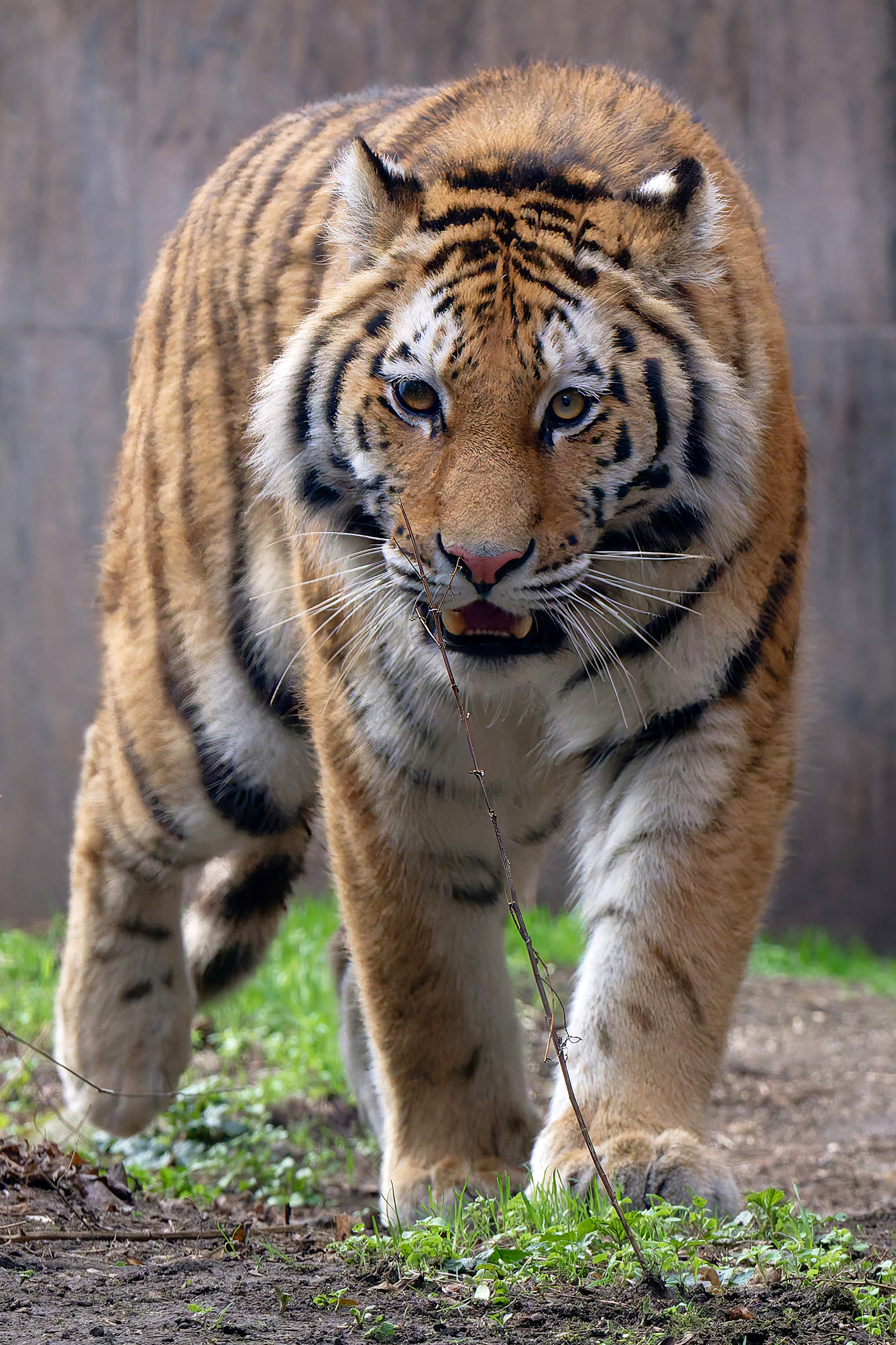 Junges Tiger-Weibchen angekommen | Redaktion Österreichisches Pressebüro