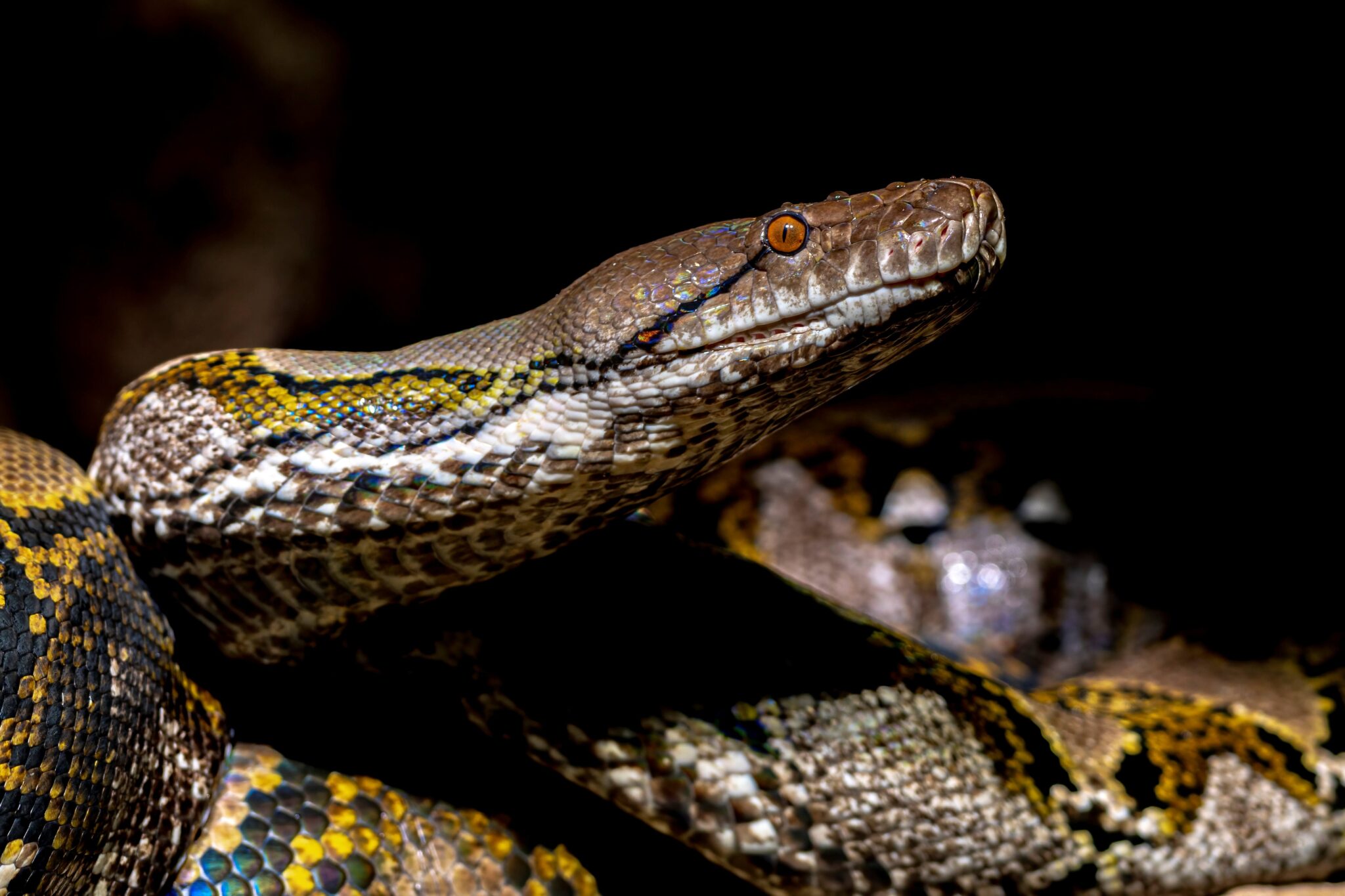 Welttag der Schlangen im Haus des Meeres | Redaktion Österreichisches Pressebüro